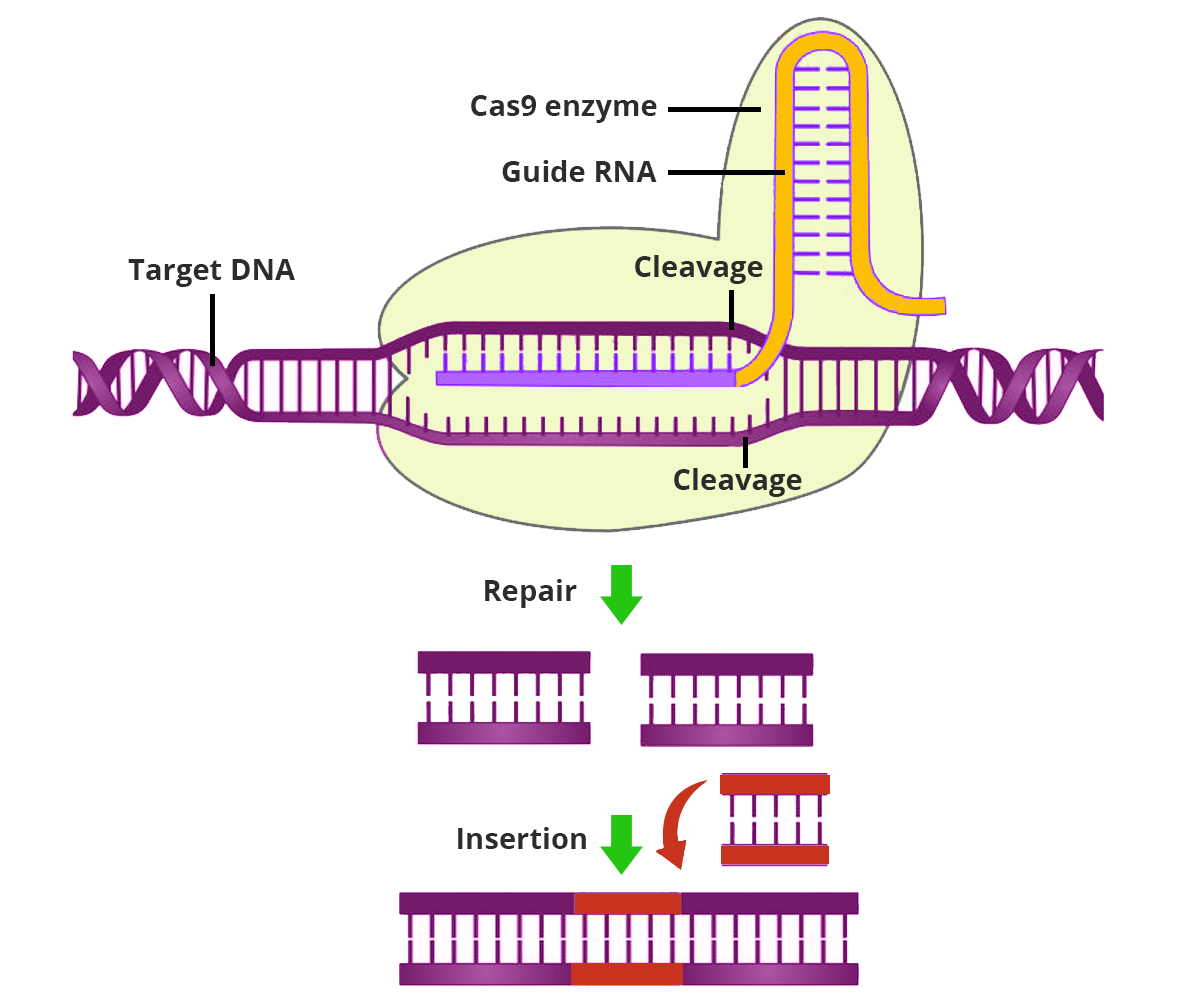 Gene editing – AKSHARA | YOUR TRUE EXAM PARTNER