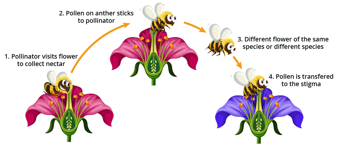 Pollination by honeybees – AKSHARA | YOUR TRUE EXAM PARTNER